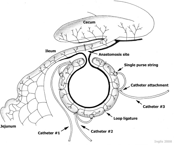 Catheterization of Intestinal Loops in Ruminants | Protocol