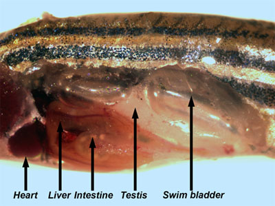 Dissection of Organs from the Adult Zebrafish | Protocol