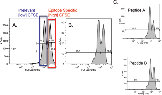 Antigen Specific In Vivo Killing Assay using CFSE Labeled Target Cells ...