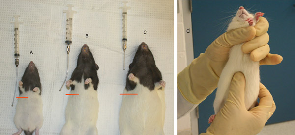 Manual Restraint and Common Compound Administration Routes in Mice and ...