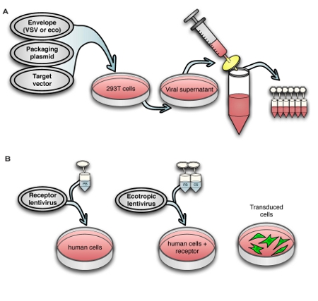 Transduction of Human Cells with Polymer-complexed Ecotropic Lentivirus ...