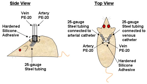 Hyperinsulinemic-euglycemic Clamps in Conscious, Unrestrained Mice ...