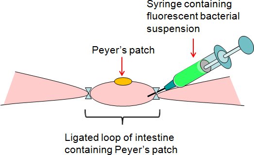 Application of a Mouse Ligated Peyer’s Patch Intestinal Loop Assay to ...
