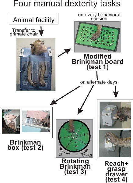 The neural mechanisms of manual dexterity