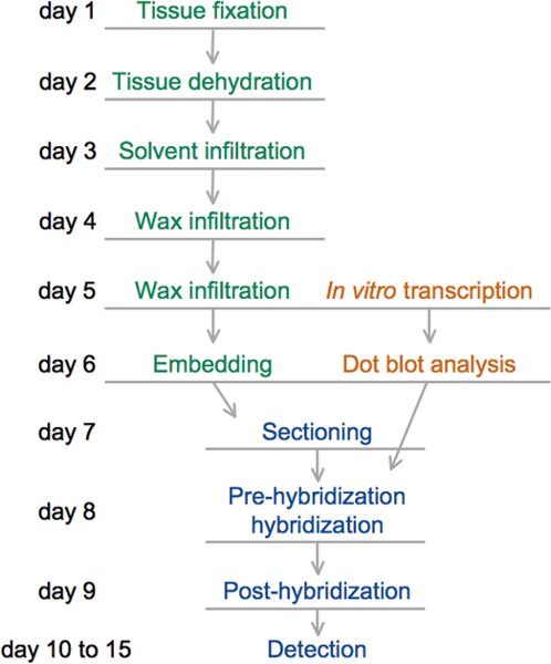 In Situ Hybridization for the Precise Localization of Transcripts in ...
