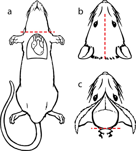 Whole Animal Perfusion Fixation for Rodents | Protocol