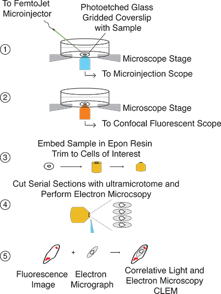 Correlative Light and Electron Microscopy (CLEM) as a Tool to Visualize Microinjected Molecules ...