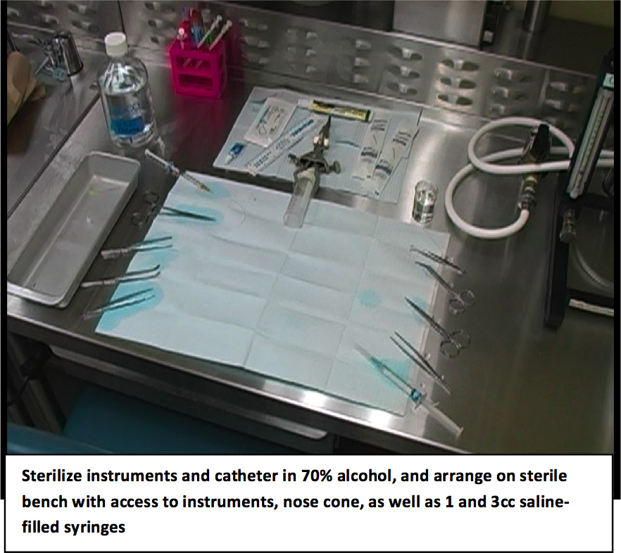 Lab Mice Sterile at Marcus Lewis blog
