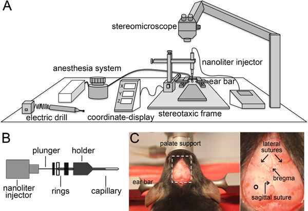 Expansion of Embryonic and Adult Neural Stem Cells by In Utero ...