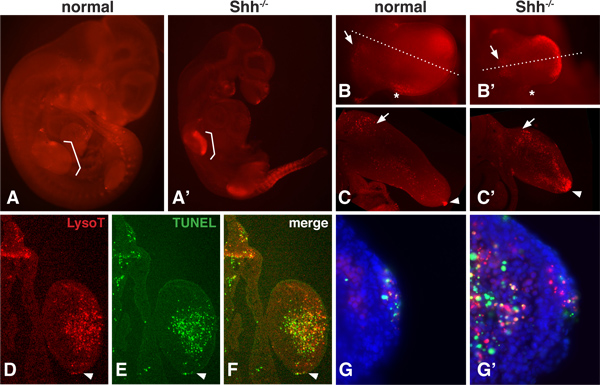 Use of LysoTracker to Detect Programmed Cell Death in Embryos and ...