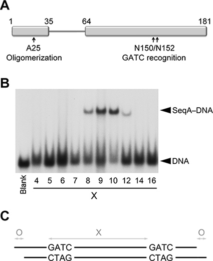 Neopentylamine Neopentylamine For Synthesis Cas 5813649