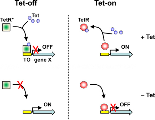 Generation of Stable Human Cell Lines with Tetracycline-inducible (Tet ...