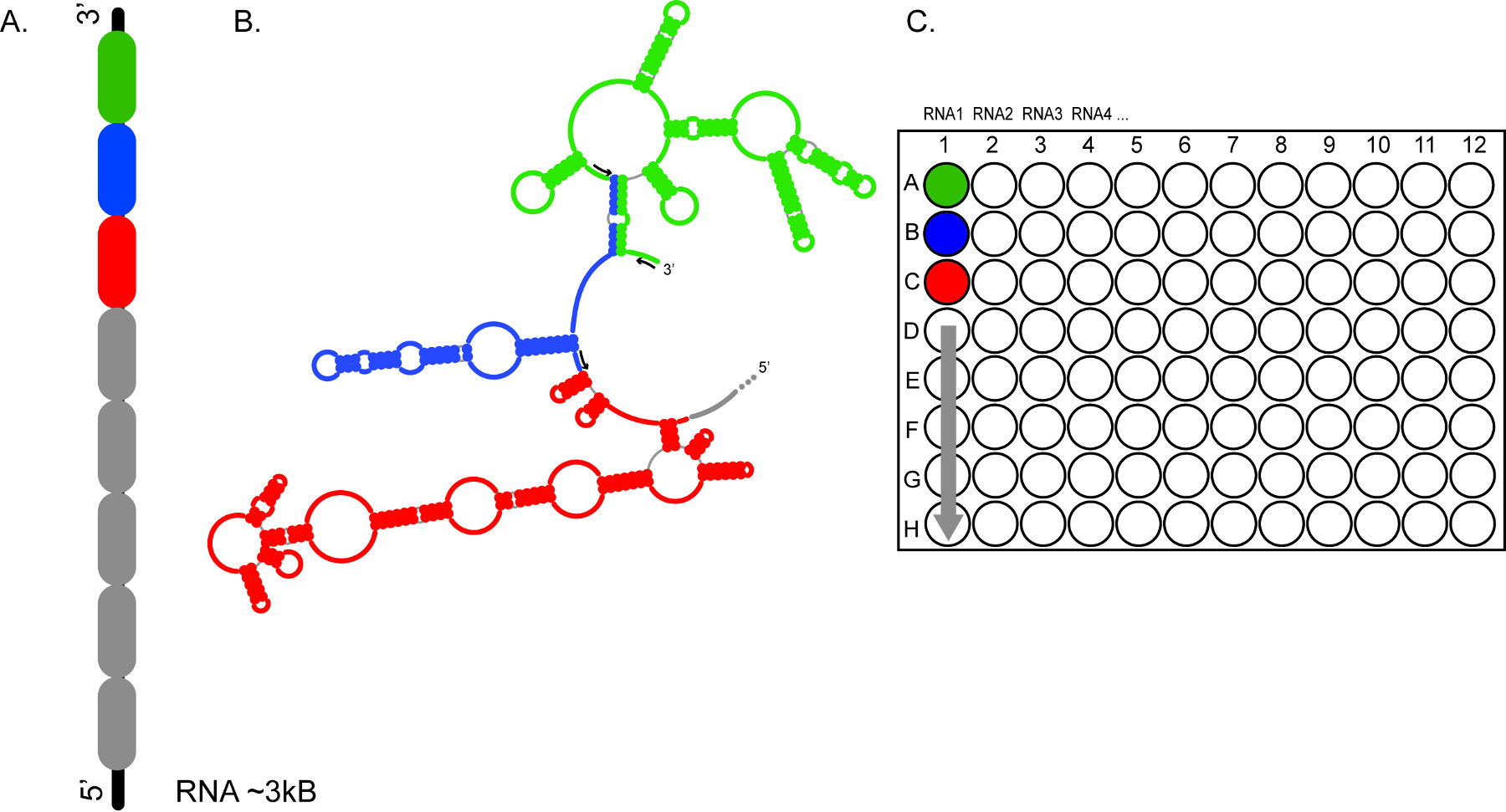 Rna Secondary Structure Prediction Using High Throughput Shape Protocol 9340