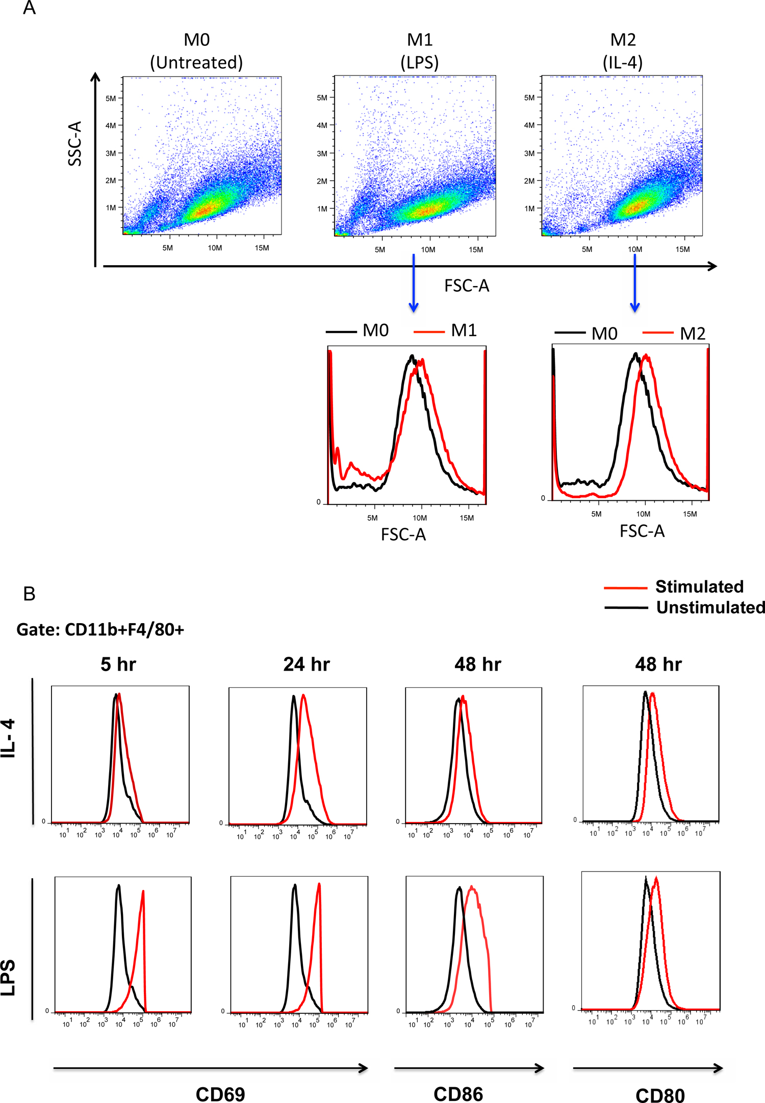 Investigation of Macrophage Polarization Using Bone Marrow Derived ...