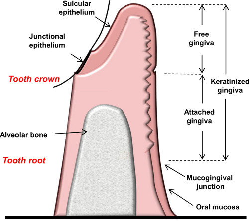 Isolation, Processing and Analysis of Murine Gingival Cells | Protocol