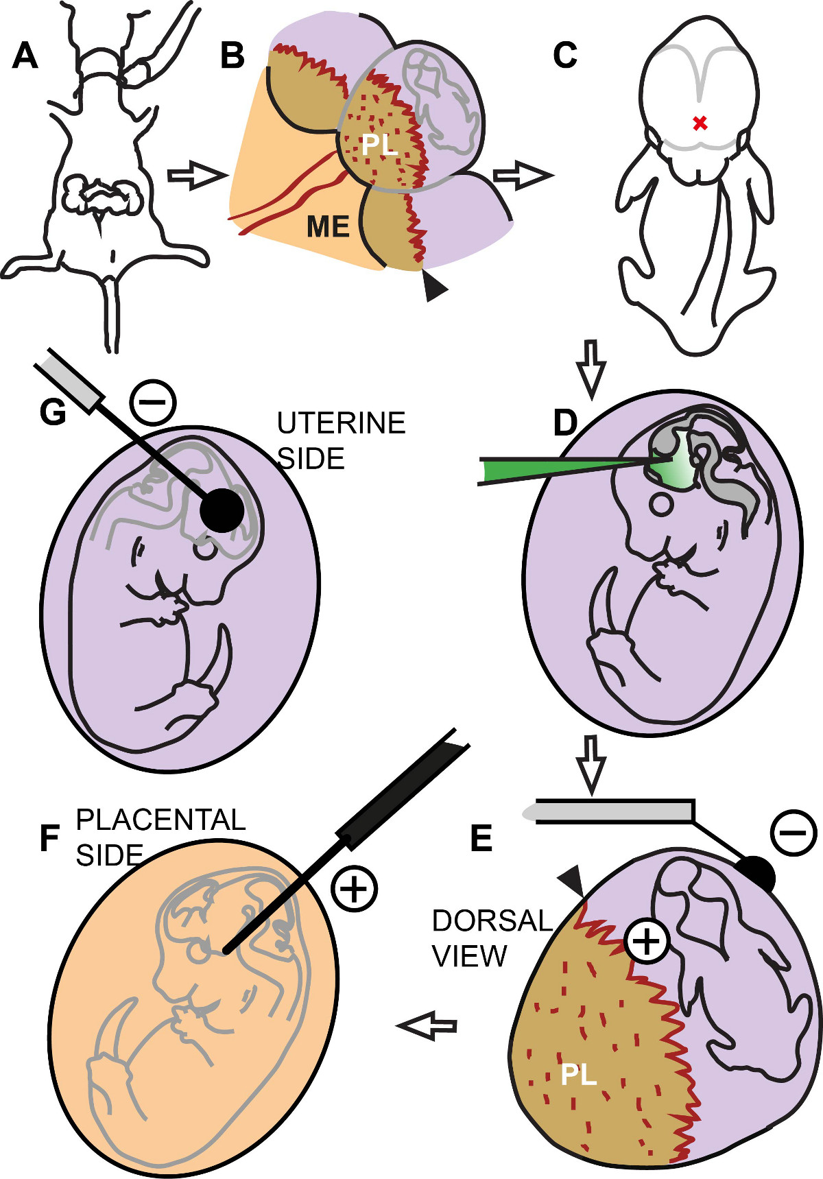 Genetic Manipulation of the Mouse Developing Hypothalamus through In ...
