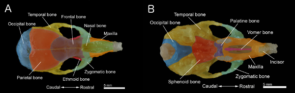 An Effective Manual Deboning Method To Prepare Intact Mouse Nasal ...