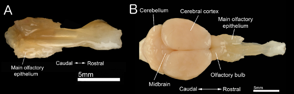 Mouse Submandibular Gene Expression Profiles Of Mouse Submandibular
