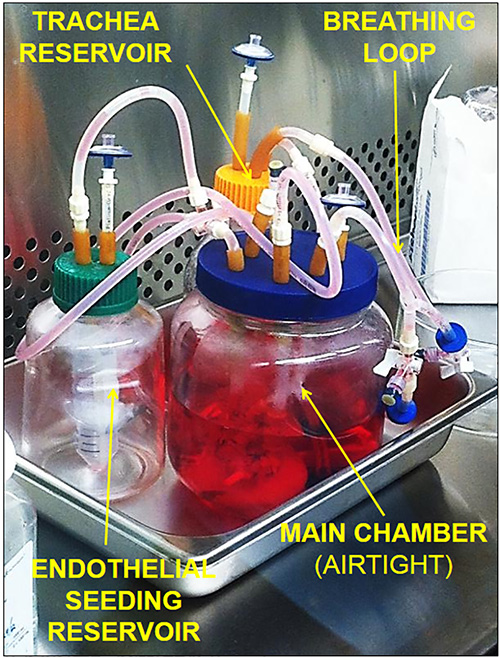 Nonhuman Primate Lung Decellularization And Recellularization Using A Specialized Large Organ