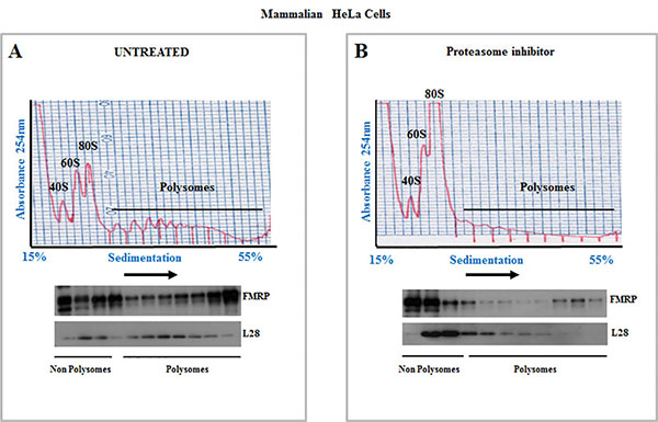 Analysis of Translation Initiation During Stress Conditions by Polysome ...