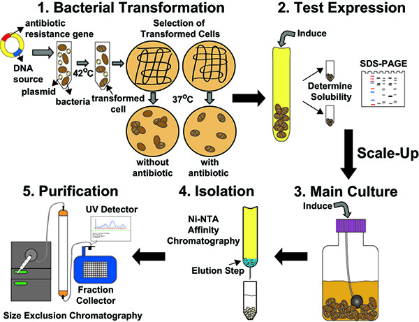 Expression, Isolation, and Purification of Soluble and Insoluble ...