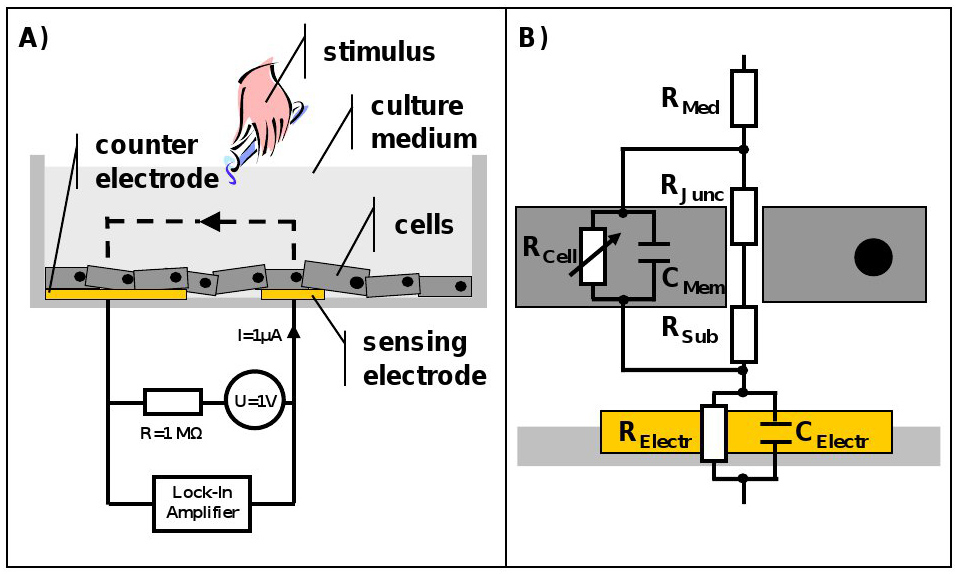 Electric Cell-substrate Impedance Sensing for the Quantification of ...