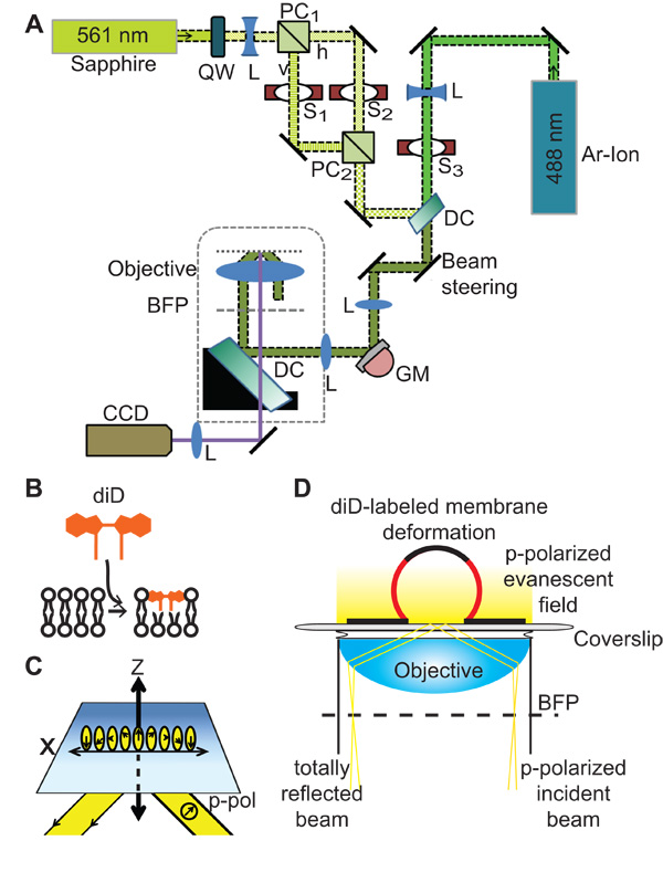 Imaging Plasma Membrane Deformations With pTIRFM | Protocol