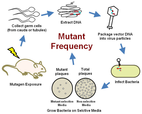 Transgenic Rodent Assay for Quantifying Male Germ Cell Mutant Frequency ...