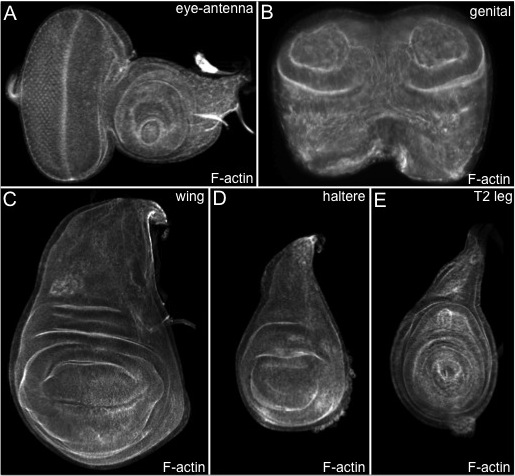 Dissection and Immunostaining of Imaginal Discs from Drosophila ...