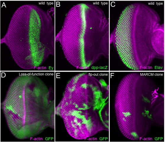 Dissection and Immunostaining of Imaginal Discs from Drosophila ...