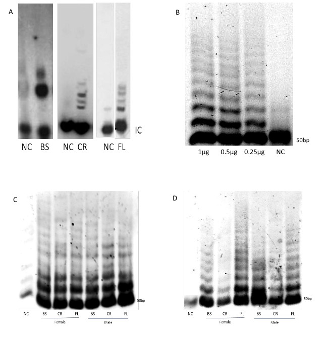 Telomerase Repeated Amplification Protocol Trap Bio
