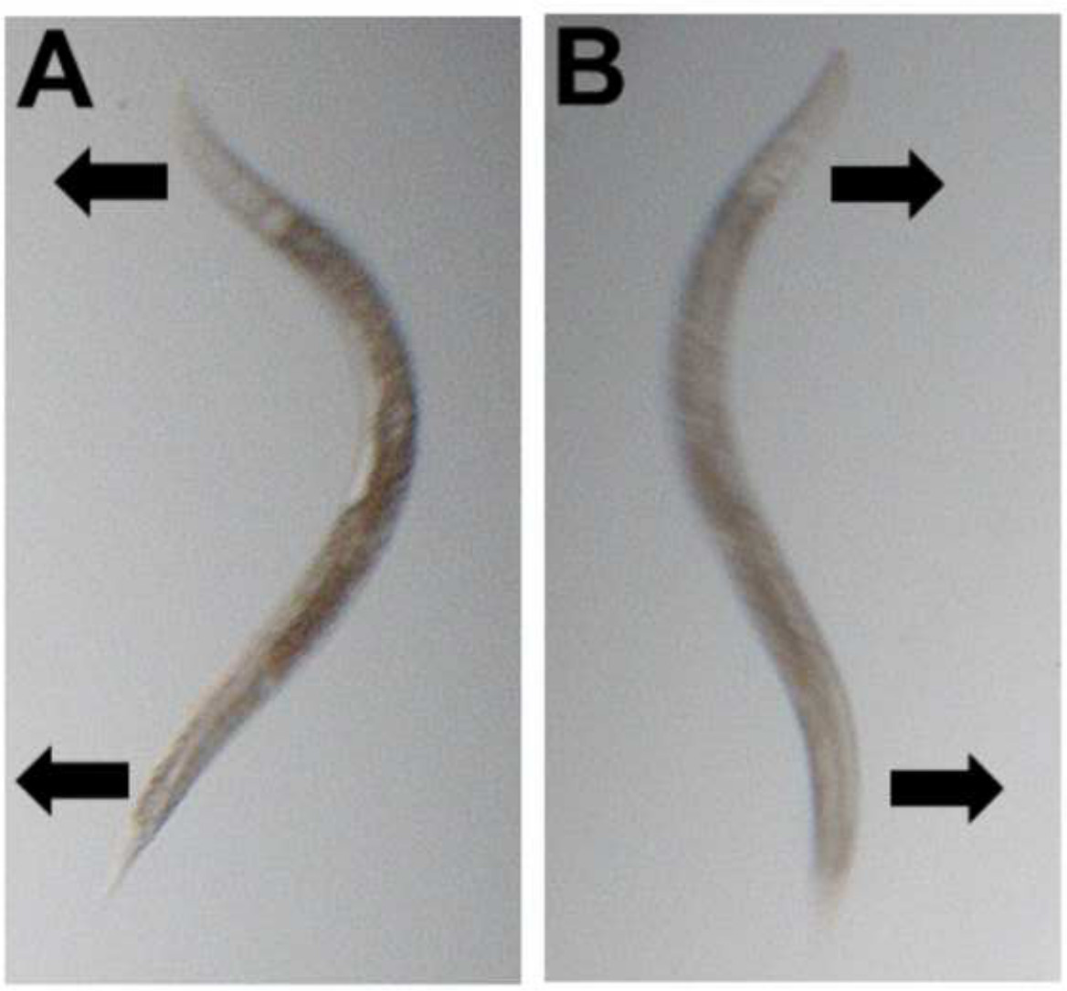Allen Bruce Chp1 Earthworm Dissection
