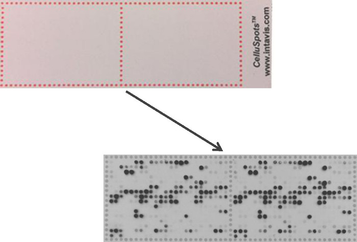 Identifying Protein-protein Interaction Sites Using Peptide Arrays ...
