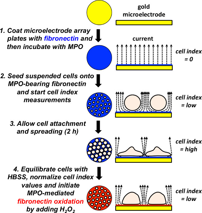 Using Cell-substrate Impedance and Live Cell Imaging to Measure Real ...