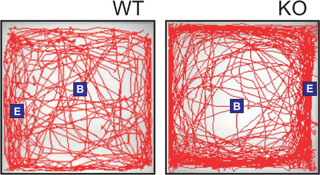 Use of the Open Field Maze to Measure Locomotor and Anxiety-like ...