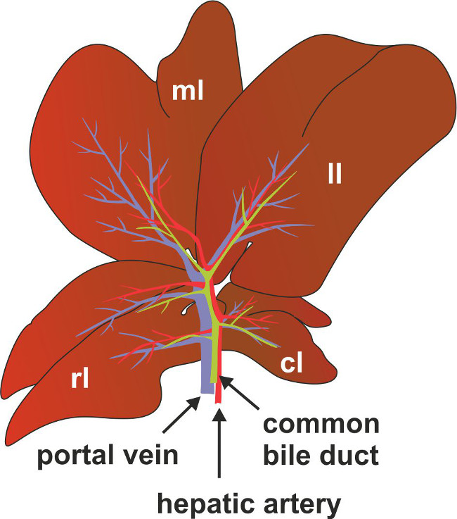 Bile Duct Ligation in Mice: Induction of Inflammatory Liver Injury and ...