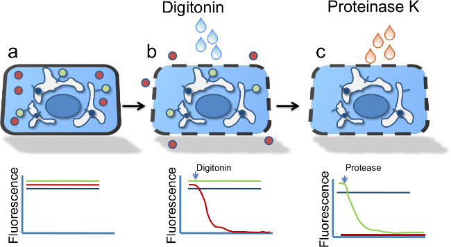 Determining Membrane Protein Topology Using Fluorescence Protease ...