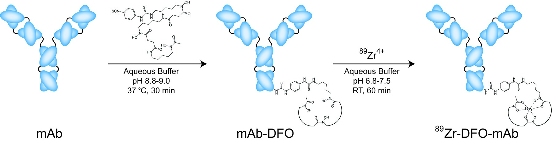 The Bioconjugation and Radiosynthesis of 89Zr-DFO-labeled Antibodies ...