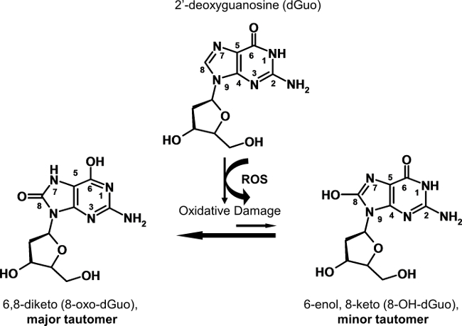 HPLC Measurement of the DNA Oxidation Biomarker, 8-oxo-7,8-dihydro-2 ...