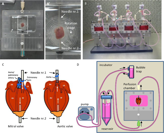 Culturing Mouse Cardiac Valves in the Miniature Tissue Culture System ...