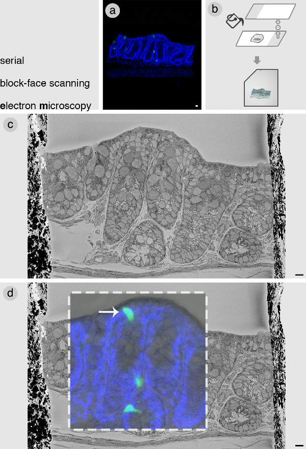 Correlative Confocal and 3D Electron Microscopy of a Specific Sensory ...