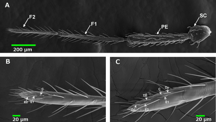 Using Single Sensillum Recording to Detect Olfactory Neuron Responses ...
