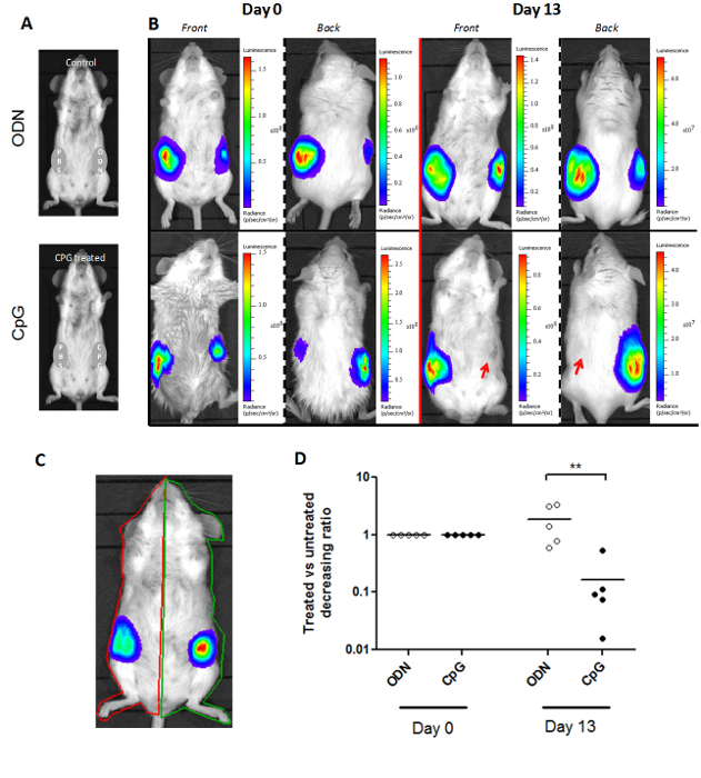 Bioluminescence-Based Tumor Quantification Method for Monitoring Tumor ...