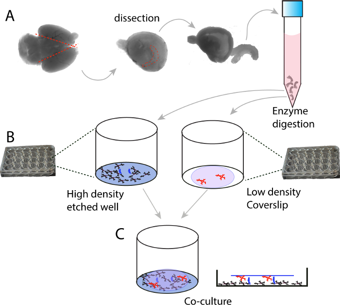A Simplified Method for Ultra-Low Density, Long-Term Primary ...