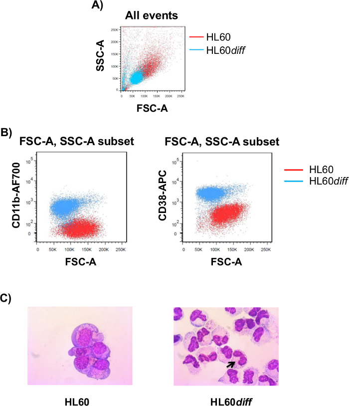 Neutrophil Isolation and Analysis to Determine their Role in Lymphoma ...