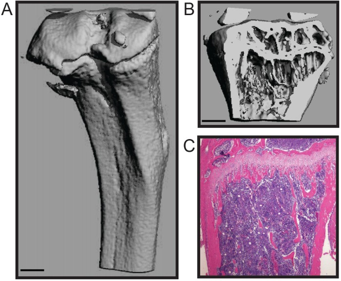 Murine Hind Limb Long Bone Dissection and Bone Marrow Isolation | Protocol