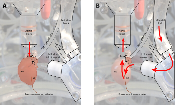 Rodent Working Heart Model for the Study of Myocardial Performance and ...