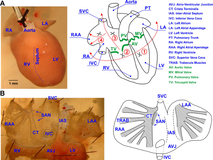 High-resolution Optical Mapping of the Mouse Sino-atrial Node | Protocol