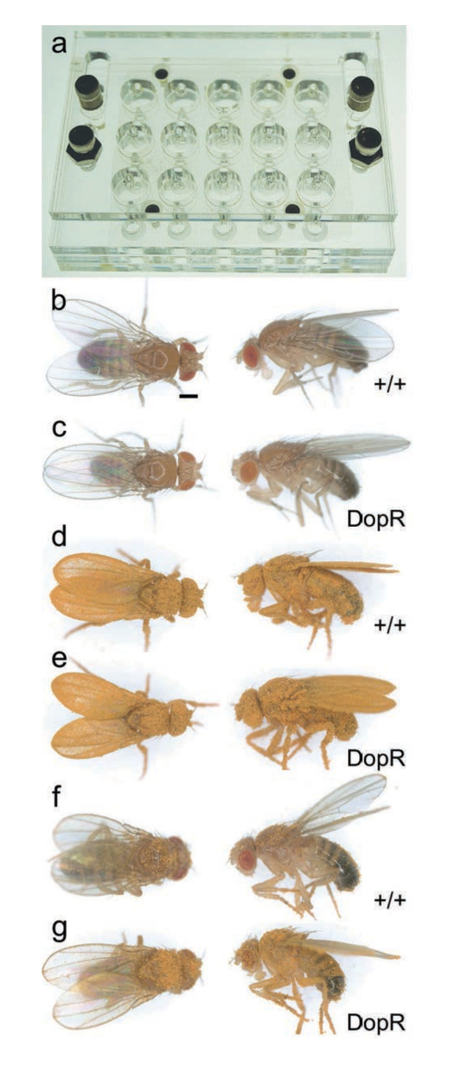 Quantification of Drosophila Grooming Behavior | Protocol