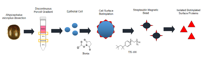 Purification of Biotinylated Cell Surface Proteins from Rhipicephalus ...